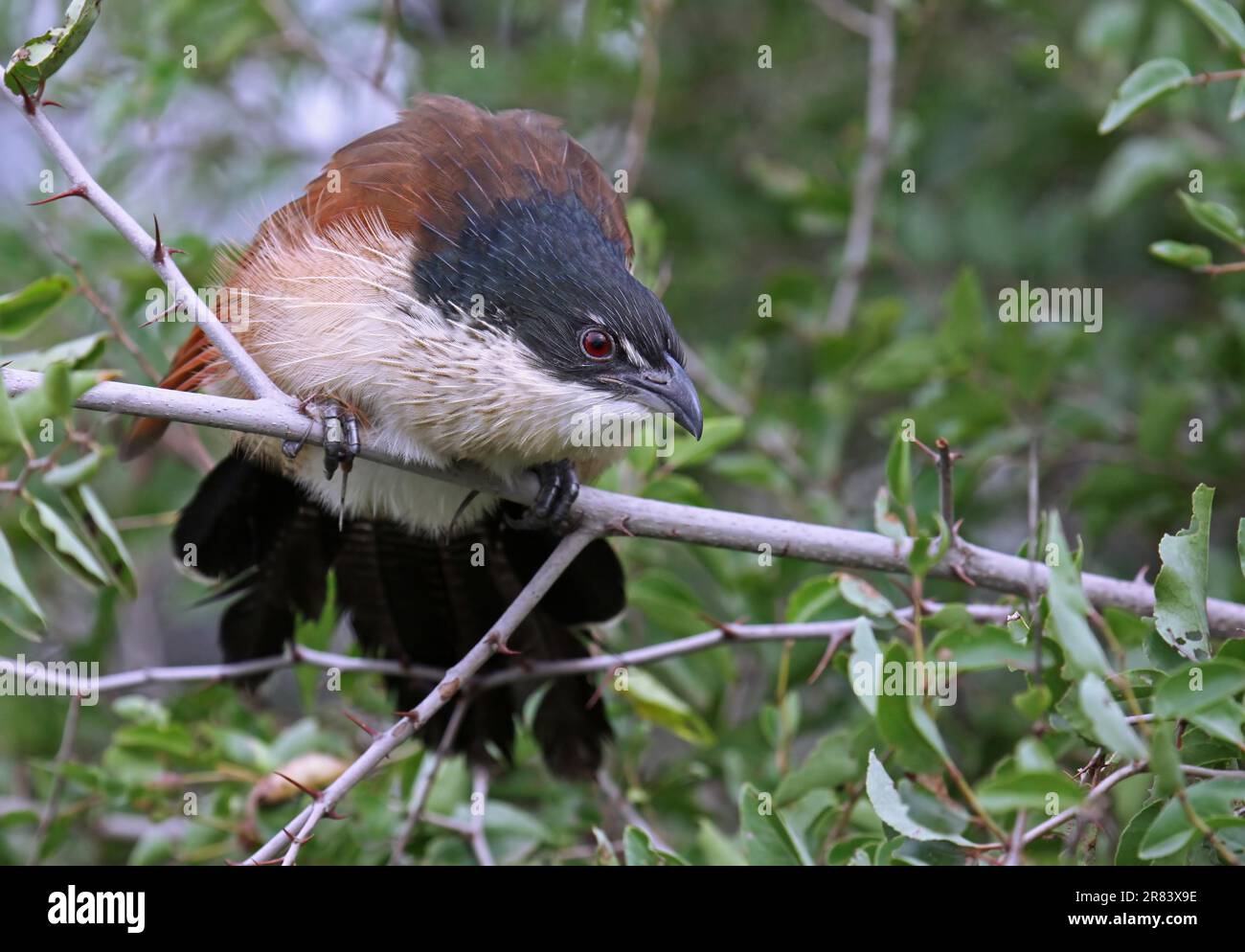 African coucal hi-res stock photography and images - Alamy