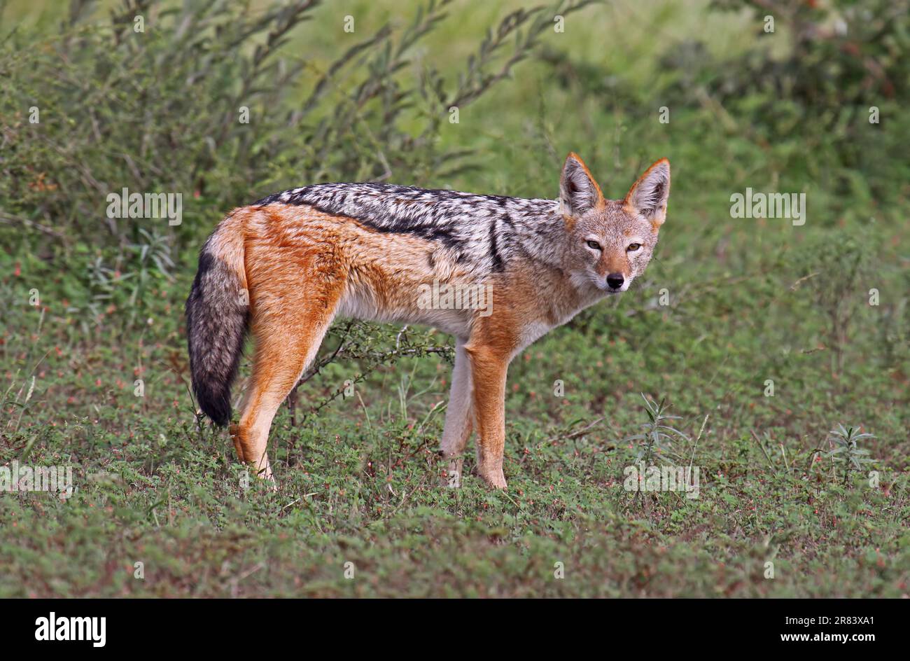 Kruger park black backed jackal hi-res stock photography and images - Alamy