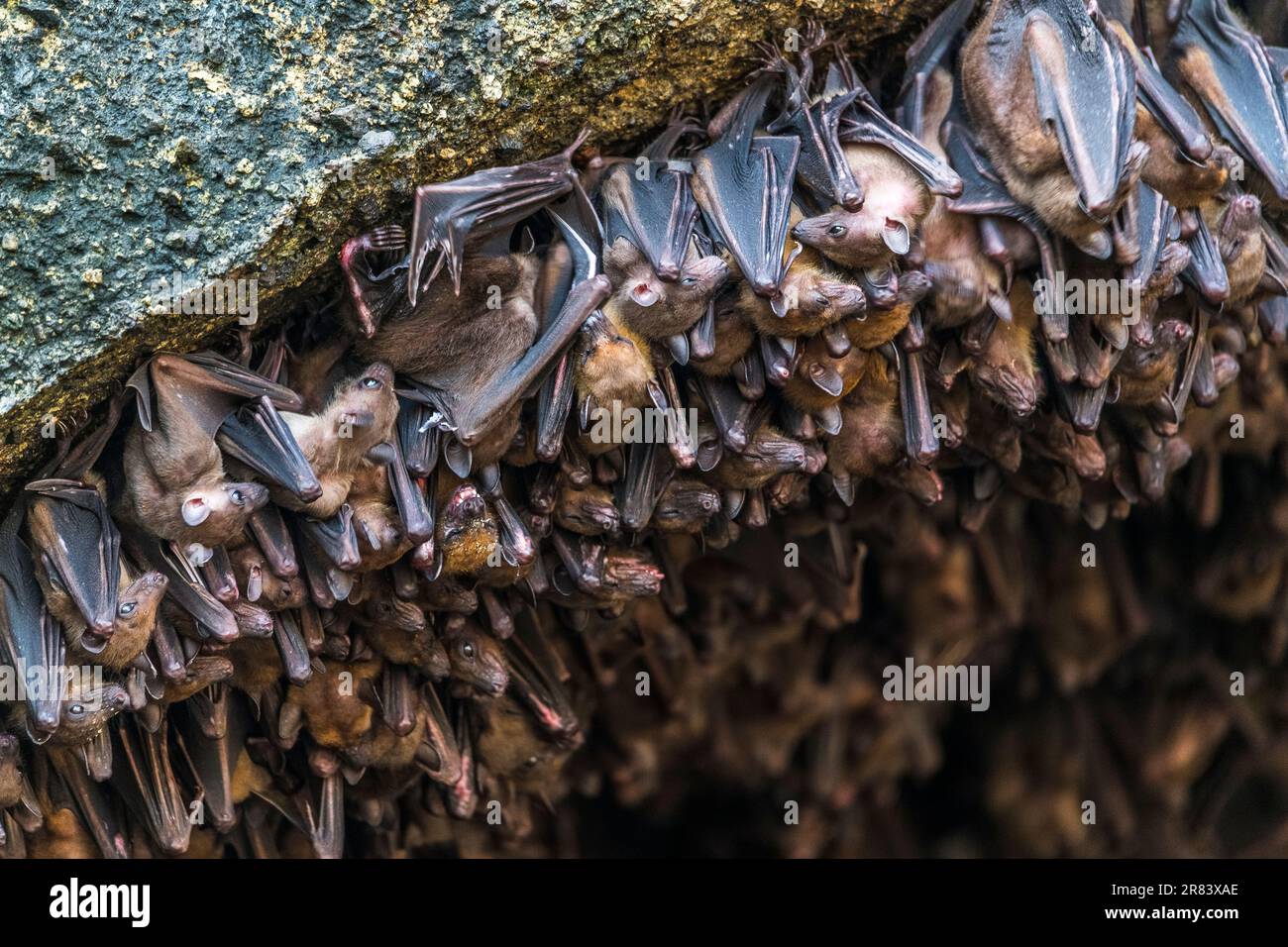 Geoffroy's rousette (Rousettus amplexicaudatus) is a species of megabat ...