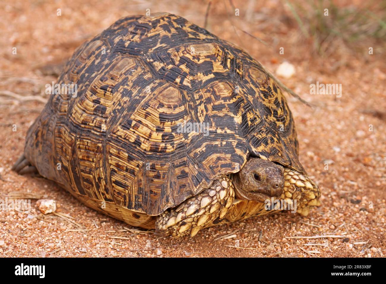 Testudo genus hi-res stock photography and images - Alamy