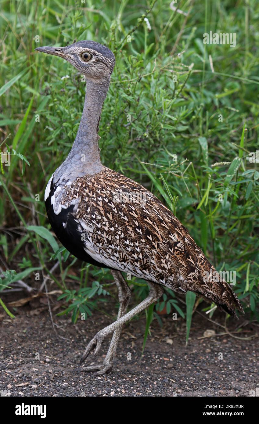 African bustard hi-res stock photography and images - Alamy
