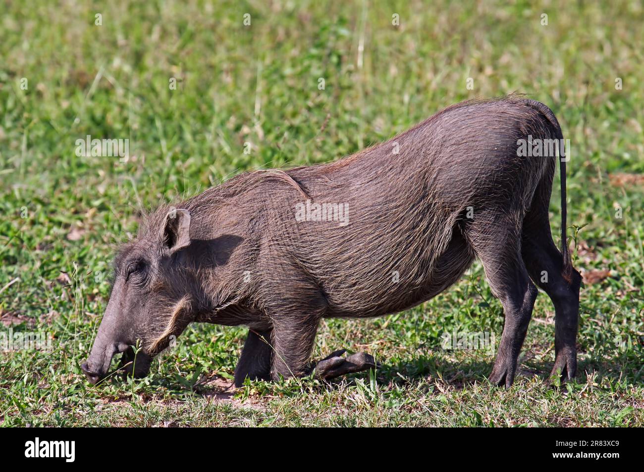African common warthog hi-res stock photography and images - Alamy