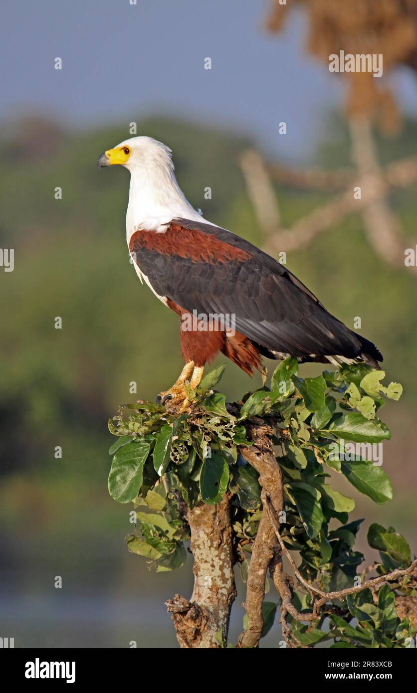 African Fish Eagle, African Fish Eagle, S Stock Photo - Alamy