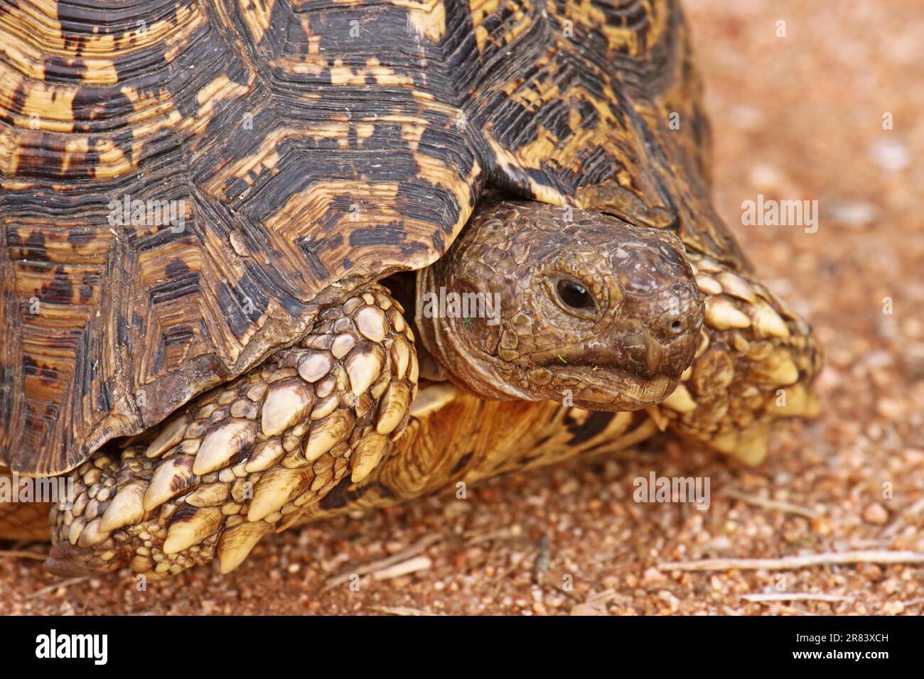 Testudo genus hi-res stock photography and images - Alamy