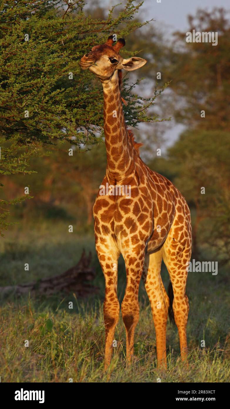 Young Giraffe in the Morning Light, S Stock Photo - Alamy