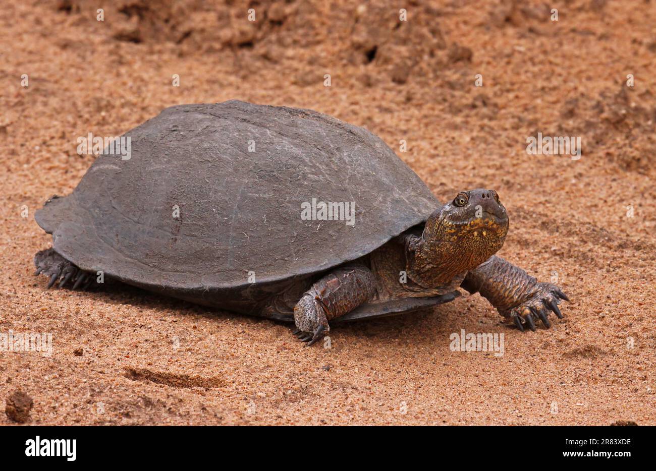 Testudo genus hi-res stock photography and images - Alamy