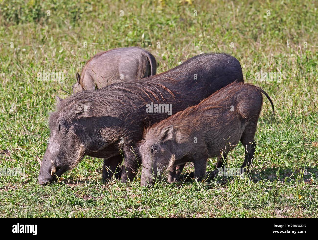 African common warthog hi-res stock photography and images - Alamy