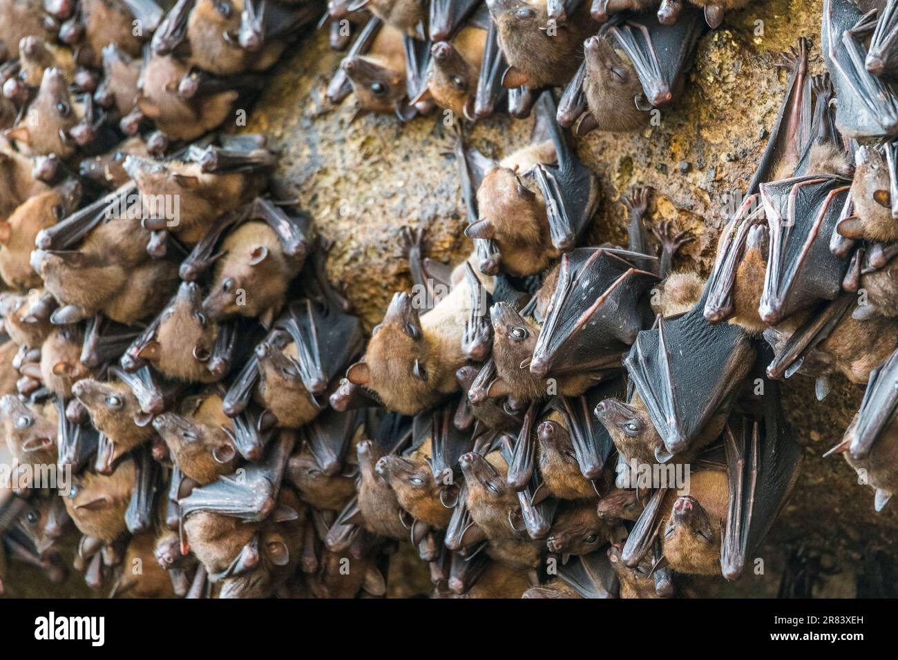Geoffroy's rousette (Rousettus amplexicaudatus) is a species of megabat ...