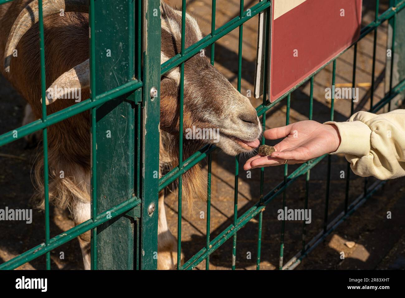 Goat eats from human hand Stock Photo - Alamy