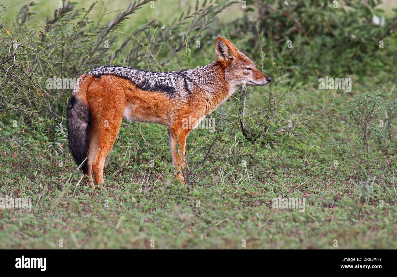 Kruger park black backed jackal hi-res stock photography and images - Alamy