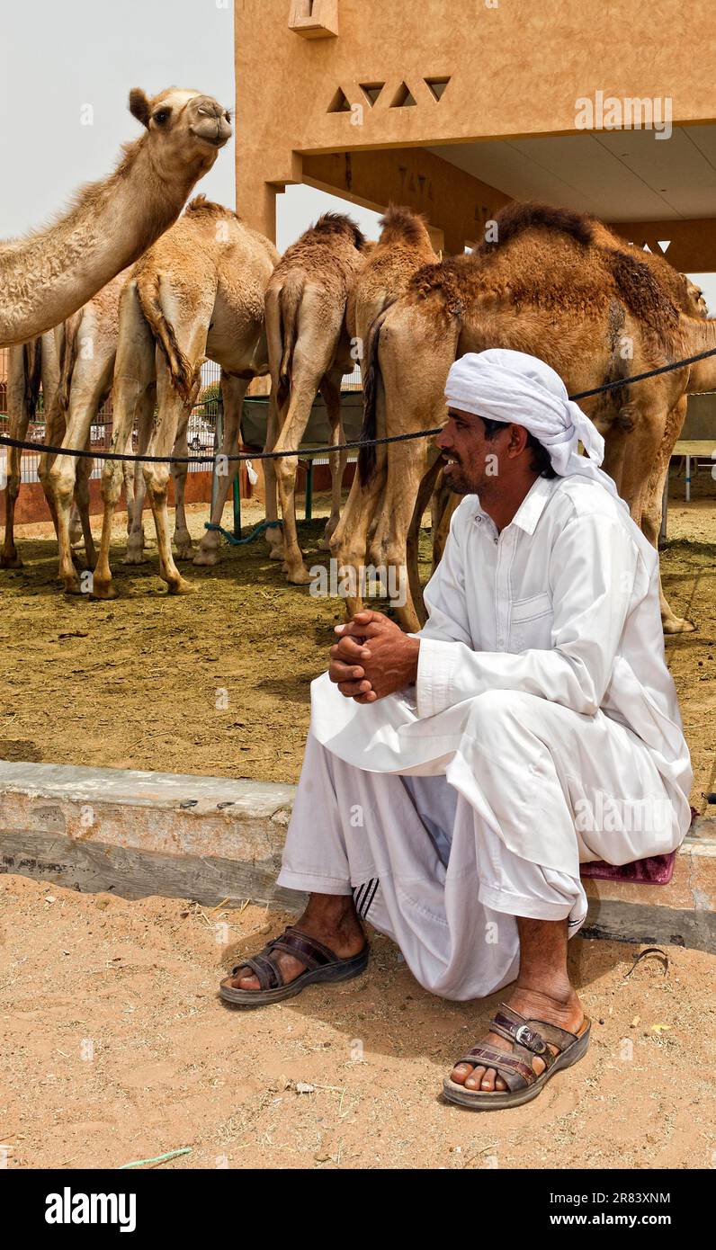 Camel al ain hi-res stock photography and images - Alamy