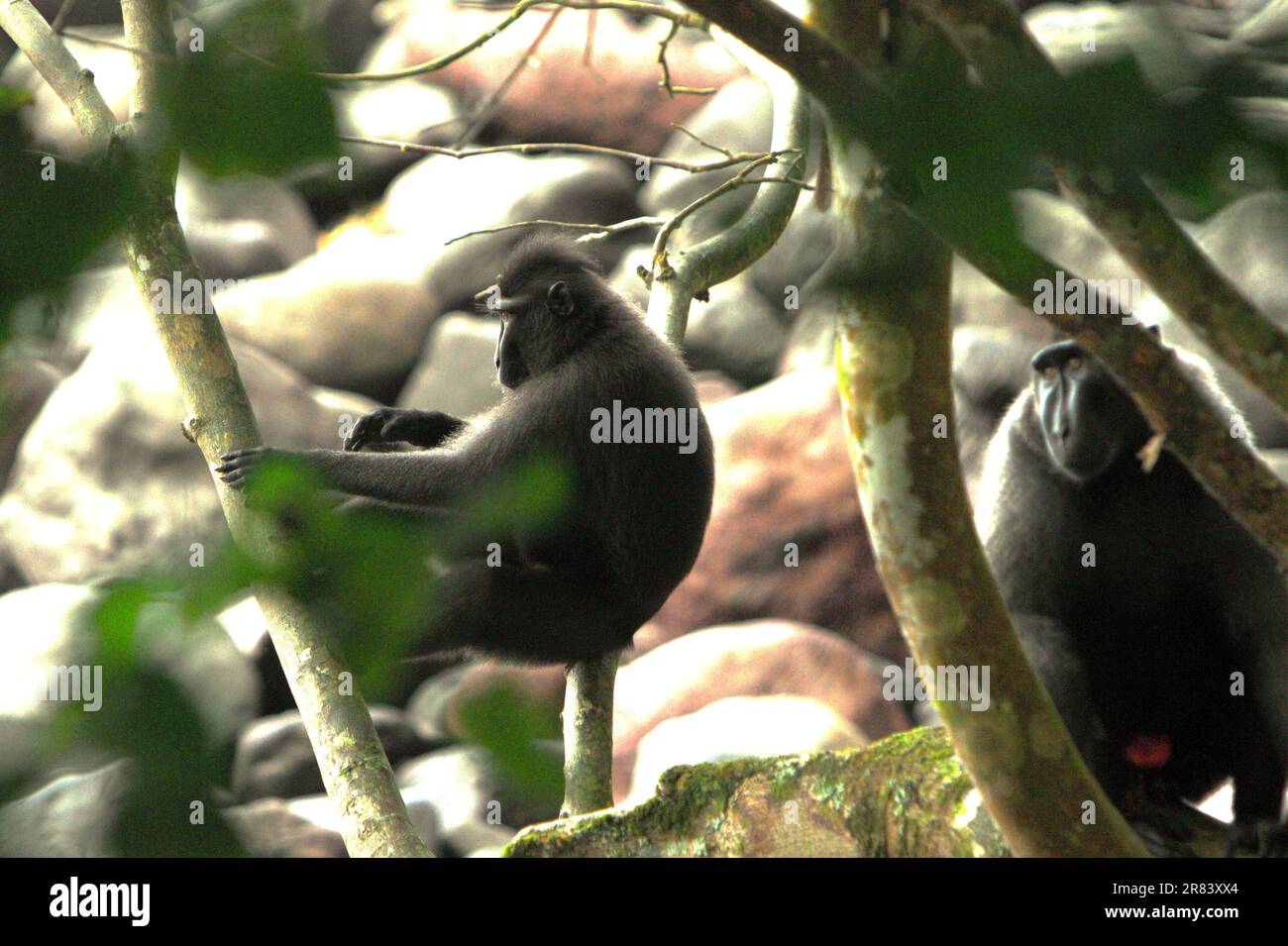 Sulawesi black-crested macaques (Macaca nigra) are photographed in a ...