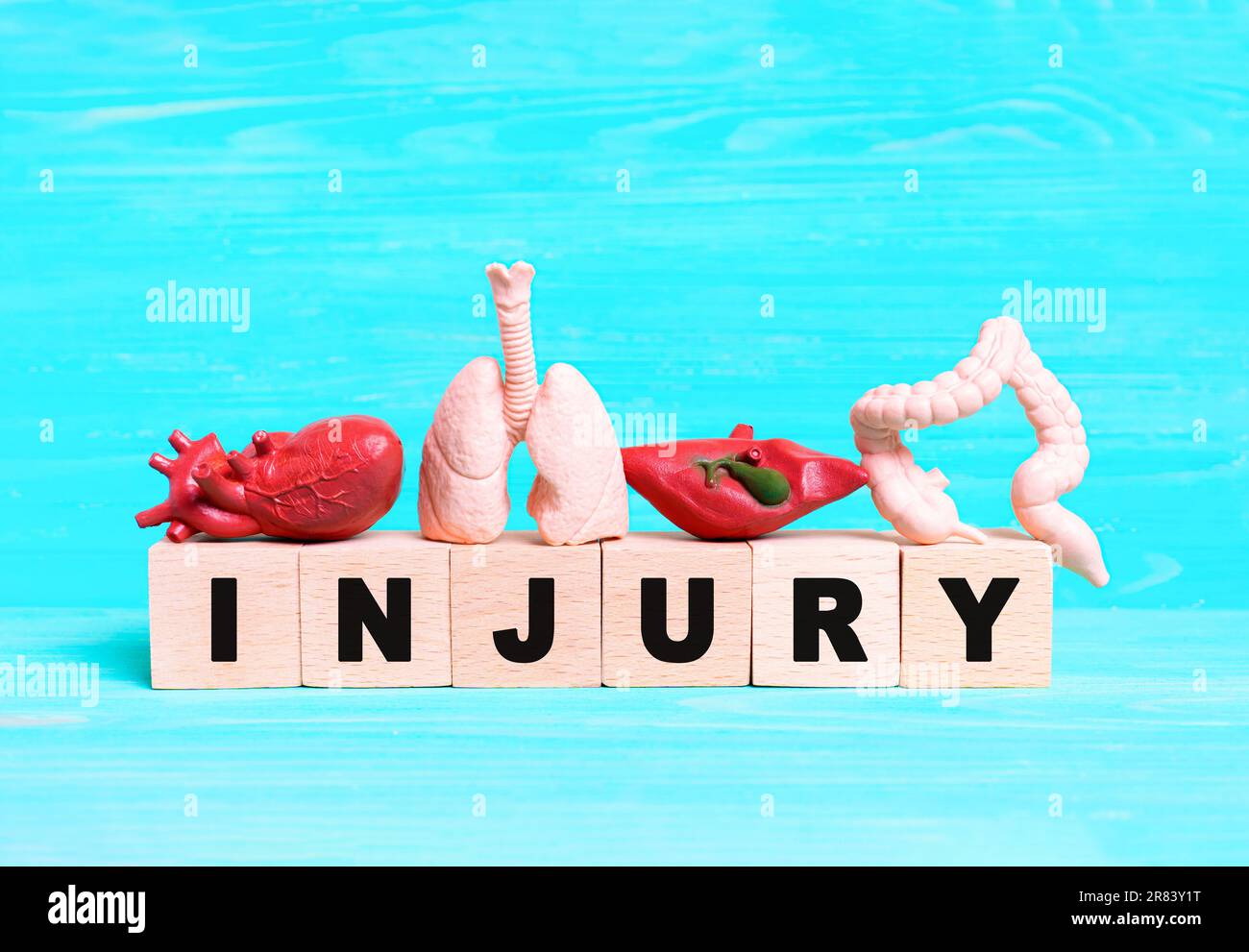 Human internal organs hi-res stock photography and images - Alamy