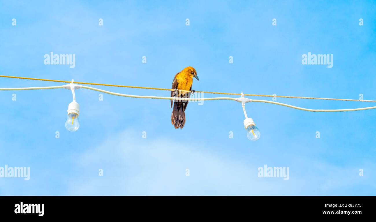 Black and yellow bird perches on a wire adorned with light bulbs ...