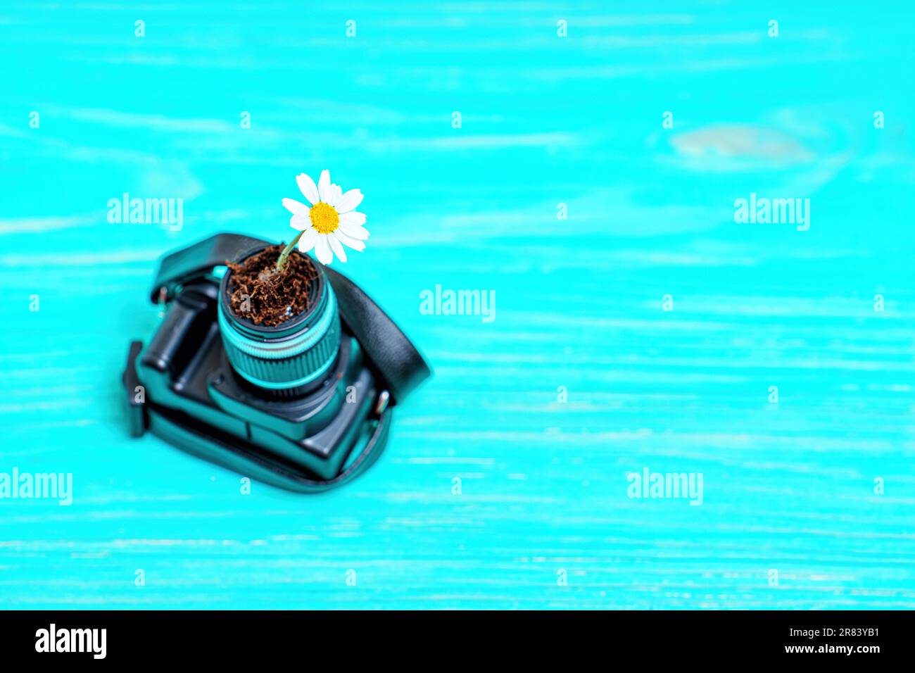 Toy camera model with a blooming daisy unfolding from the camera lens ...