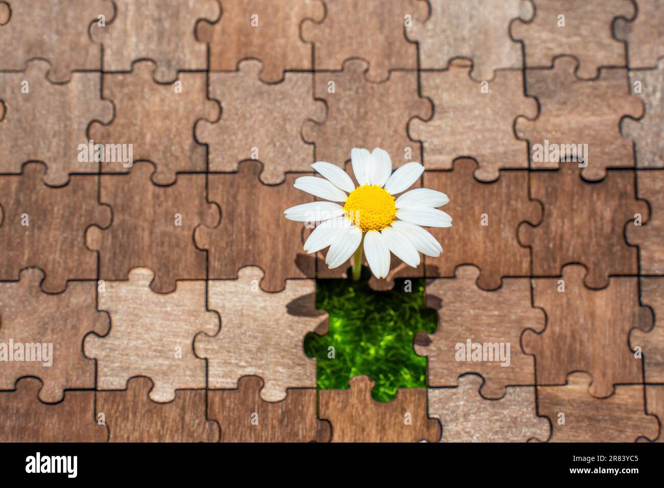 Tiny daisy blossoms gracefully within the vacant space of a wooden ...