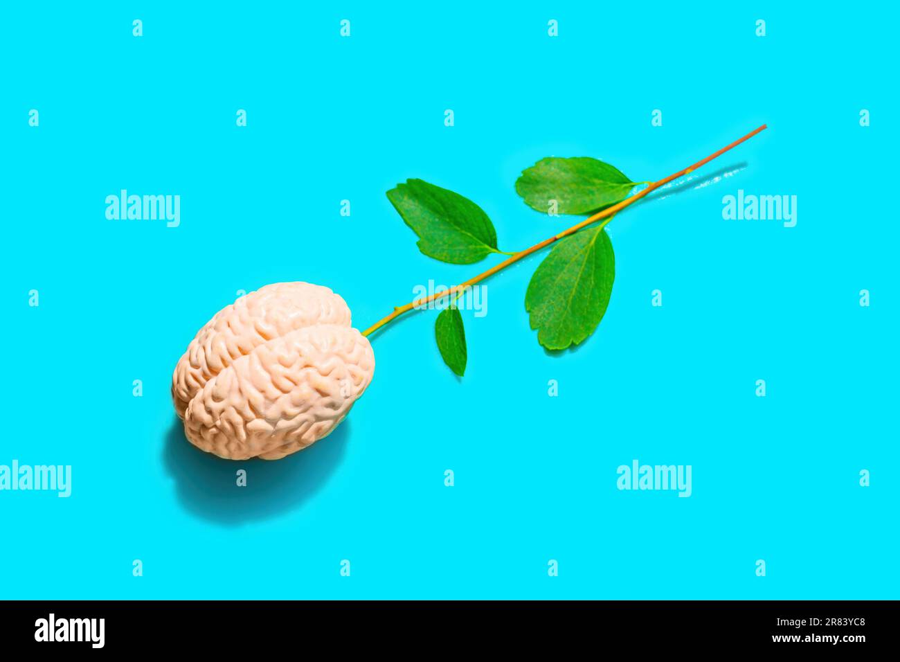 Anatomical model of the human brain represented as a stunning rose in ...