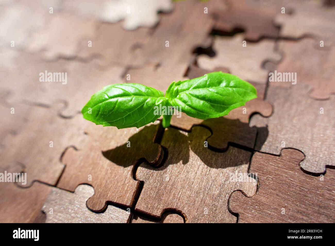 Young plant shoot flourishes amidst the interlocking puzzle pieces ...