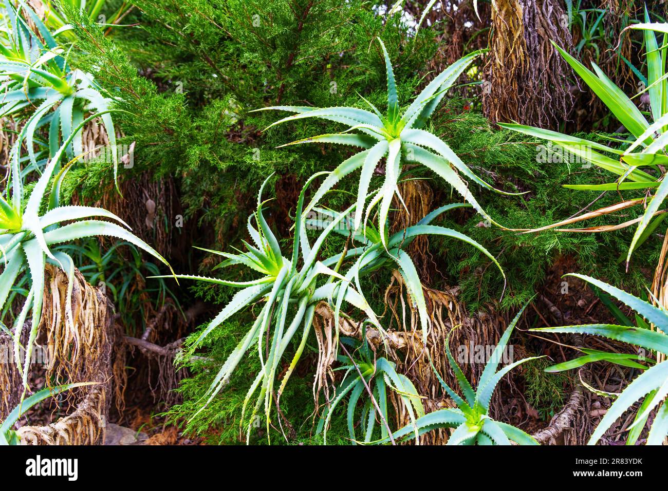 Tree-like aloe plant in a lush garden setting Stock Photo - Alamy