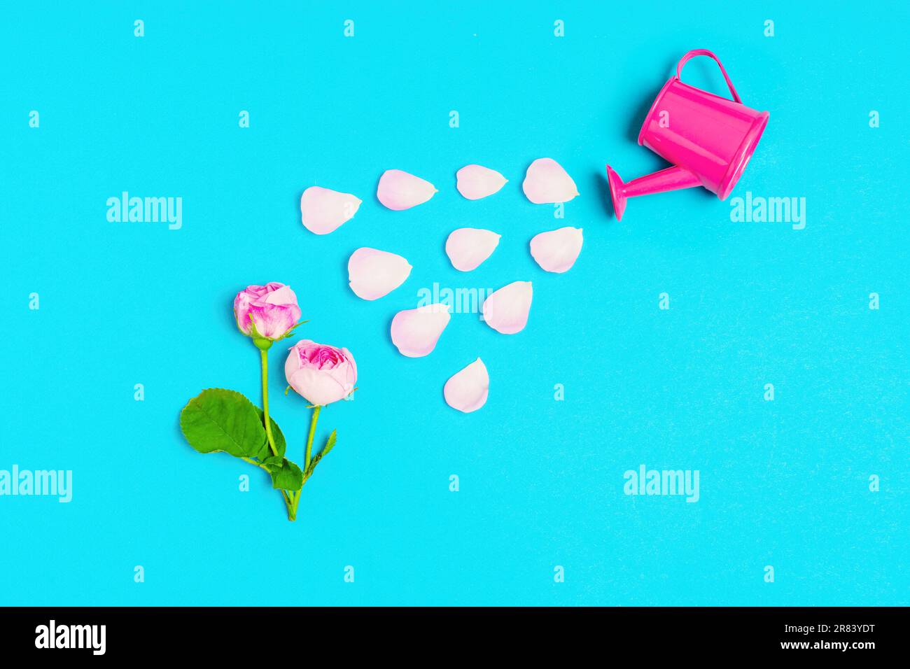 Miniature pink watering can placed on a blue background, pouring a ...