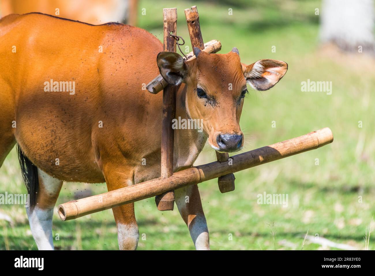 Domestic banteng. The banteng (Bos javanicus), also known as tembadau ...