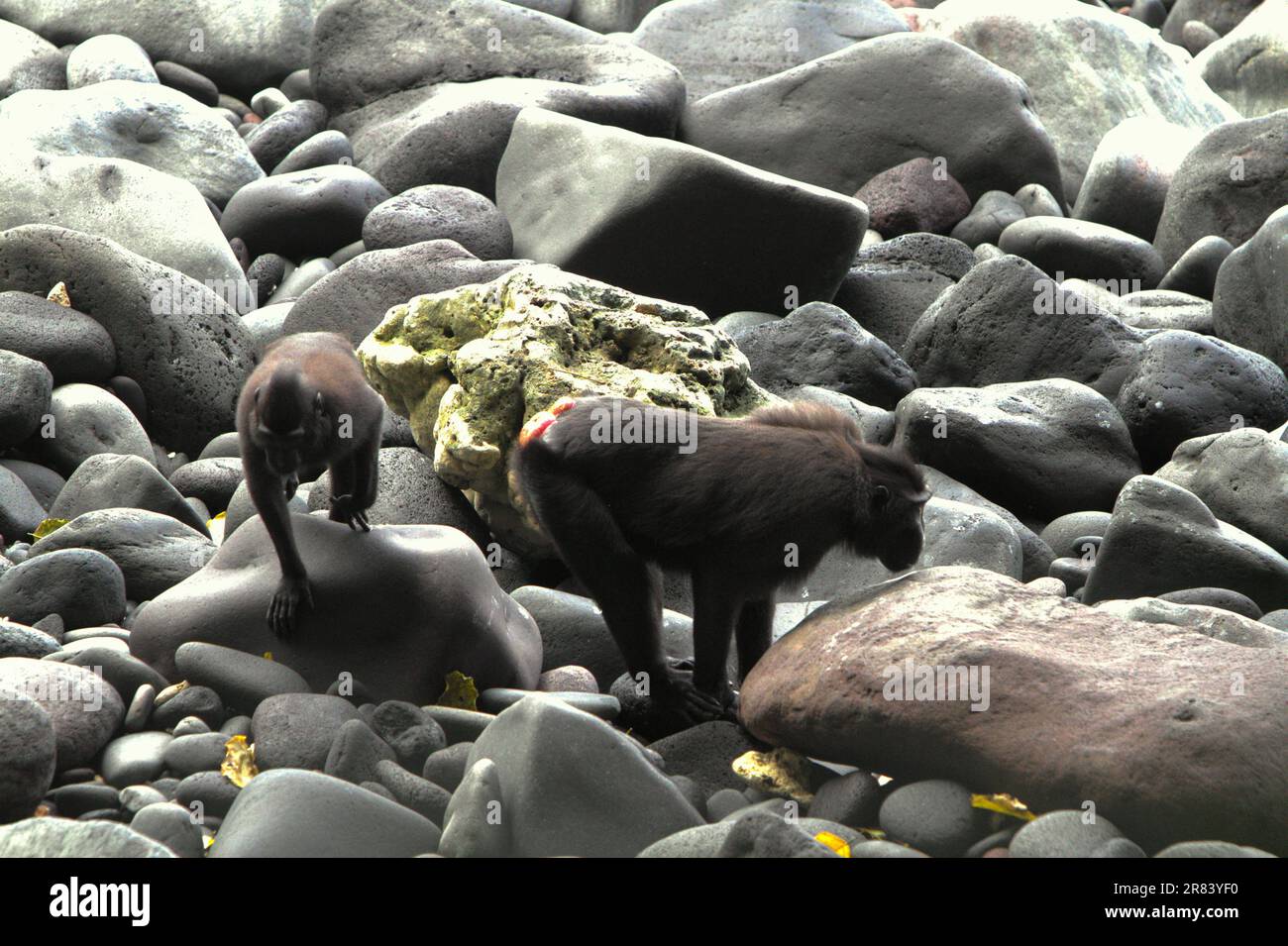 Sulawesi black-crested macaques (Macaca nigra) are foraging on a rocky ...