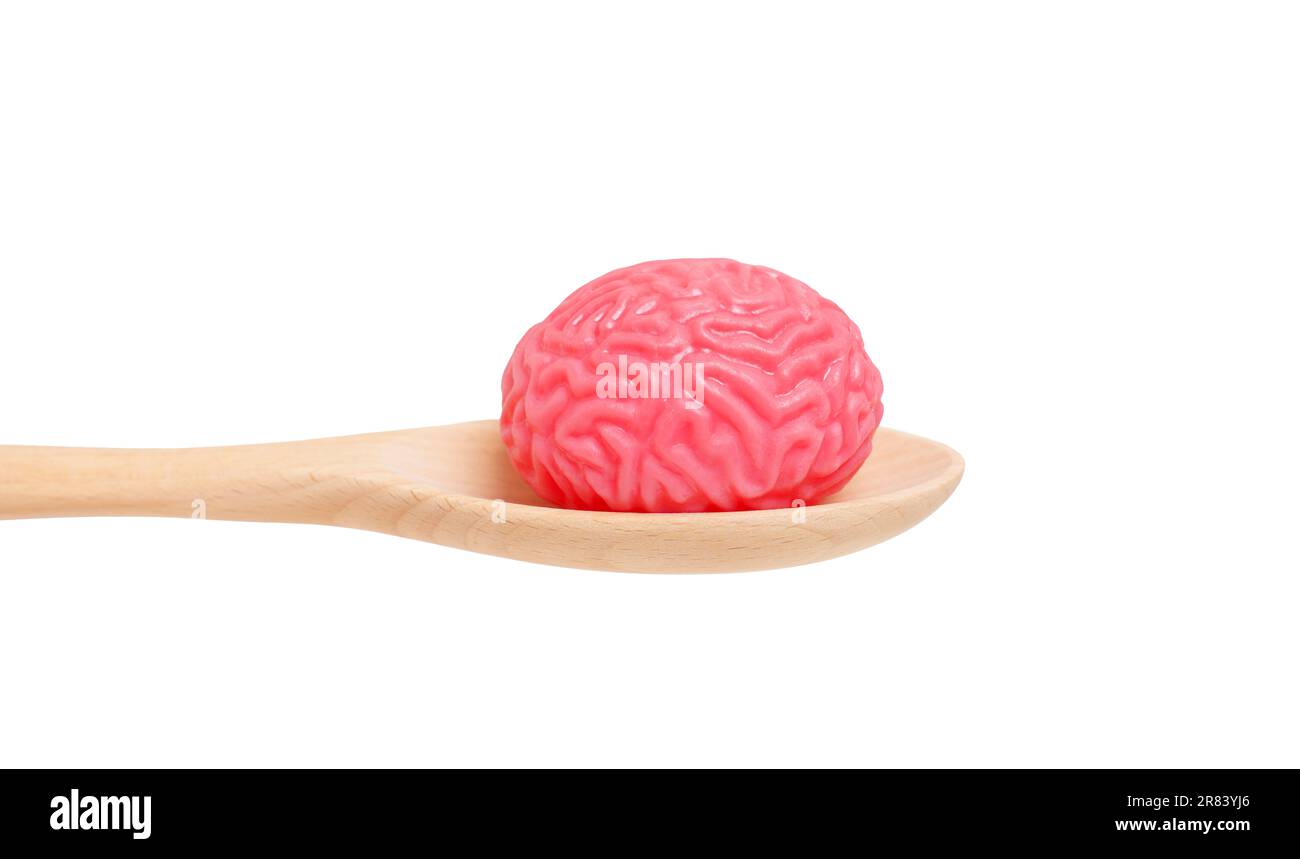 Close-up view of a detailed human brain model placed on a large wooden ...