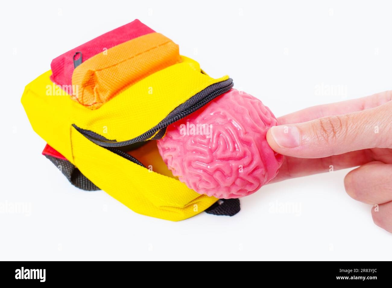 Close-up view of a human brain model being placed in a vibrant toy ...