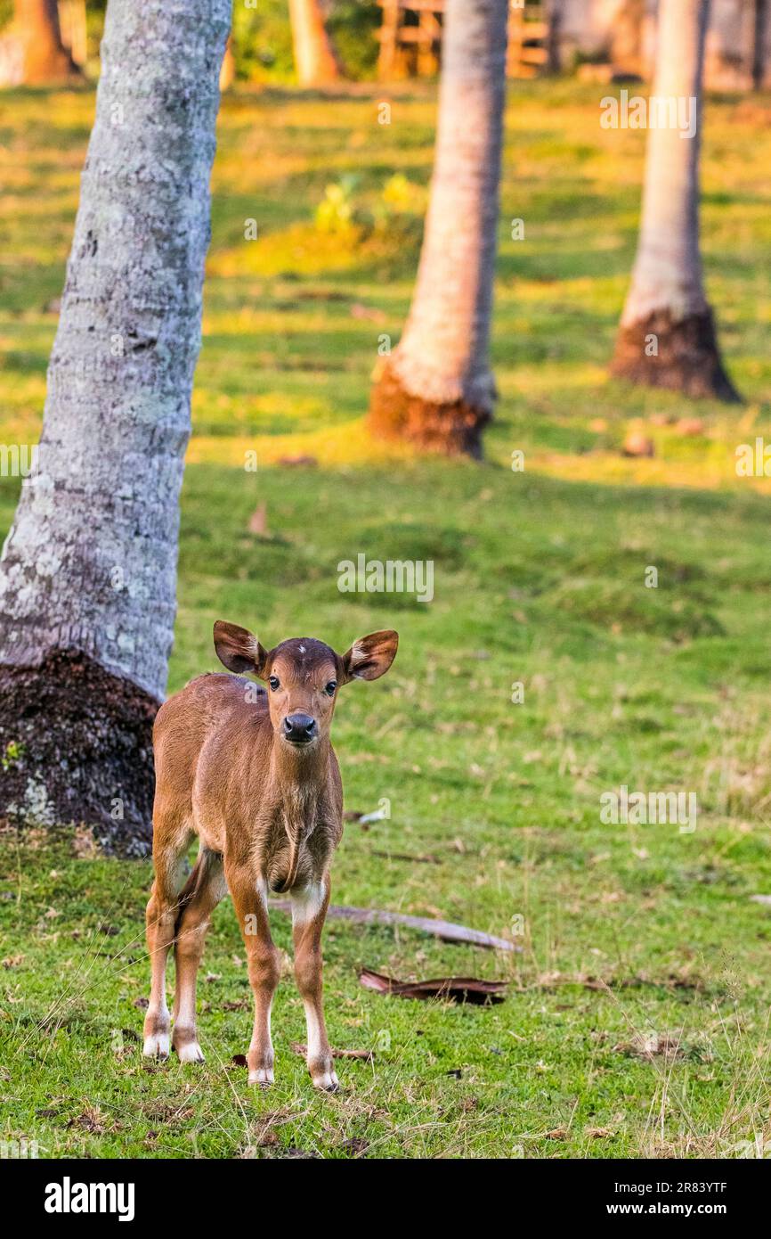 Domestic banteng. The banteng (Bos javanicus), also known as tembadau ...
