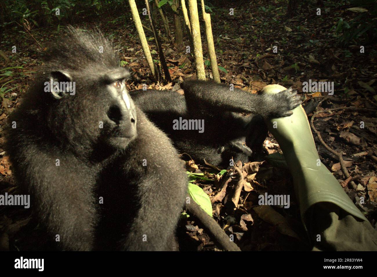 Sulawesi black-crested macaques (Macaca nigra) show friendly behaviors toward a photographer in ...