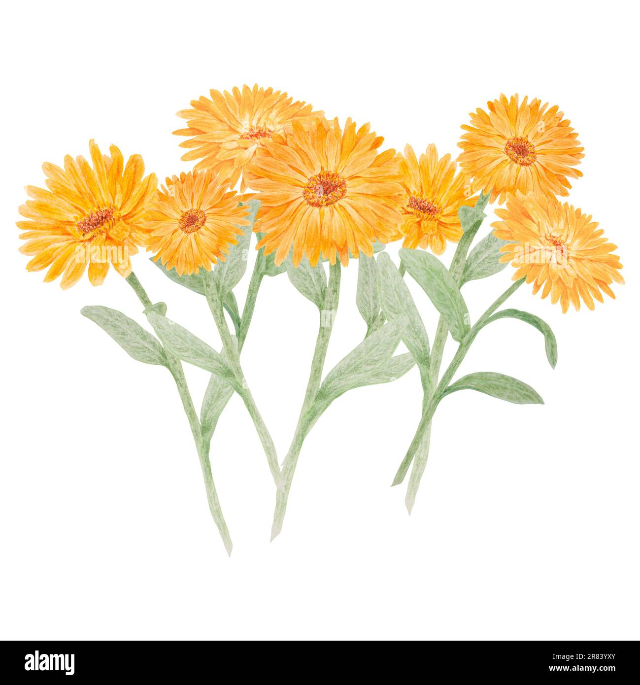 Boquet of orange calendula officinalis watercolor hand drawn ...