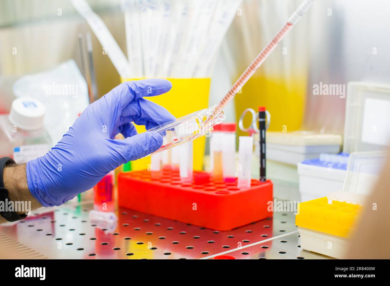 Scientist researching in laboratory, pipetting cell culture medium ...