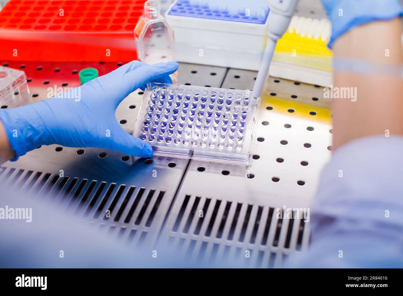 Scientist researching in laboratory, pipetting cell culture medium ...