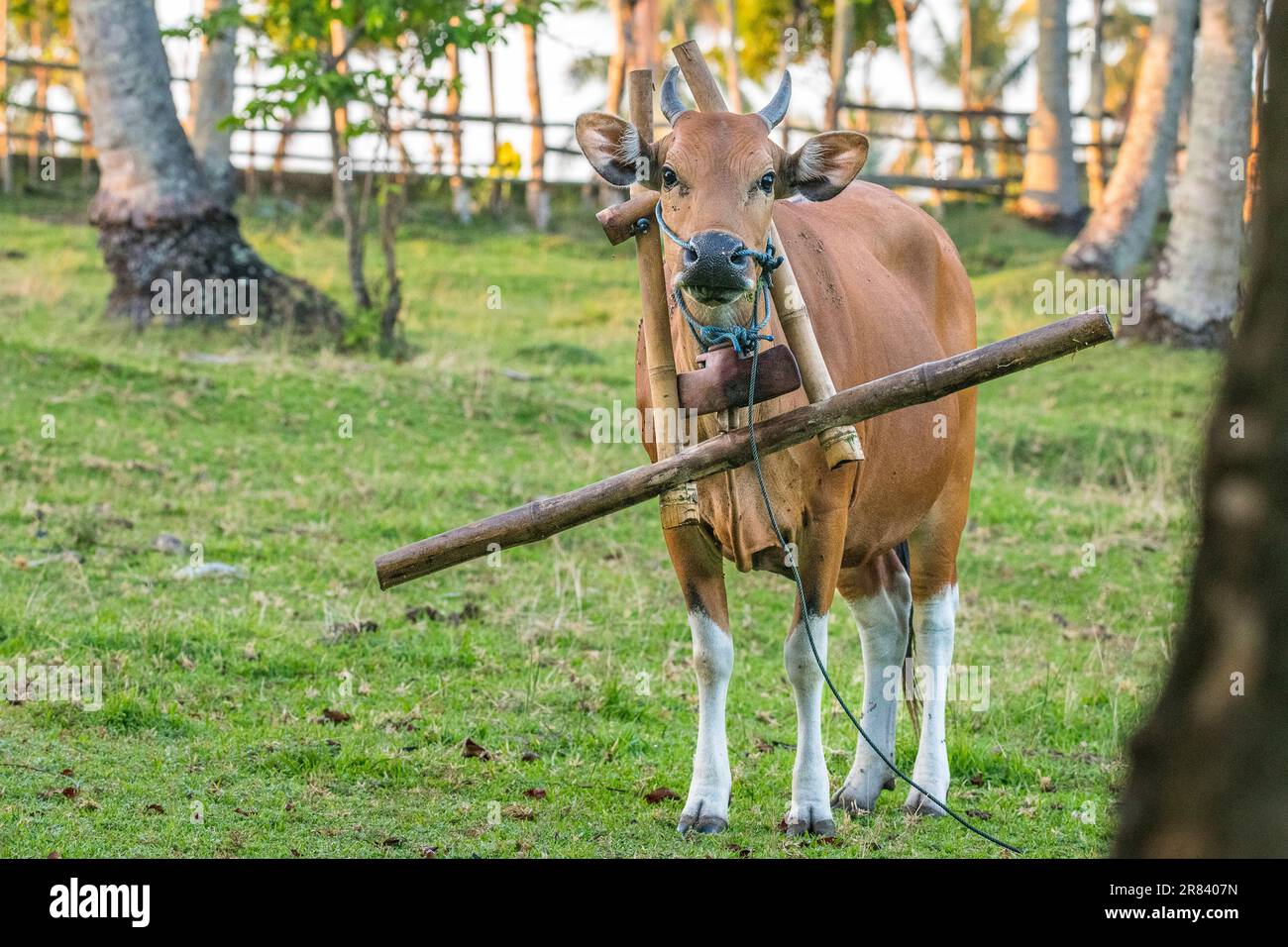 Banteng cattle hi-res stock photography and images - Alamy