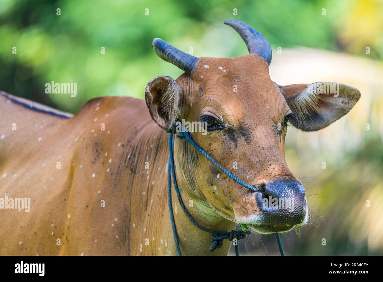 Domestic banteng. The banteng (Bos javanicus), also known as tembadau ...