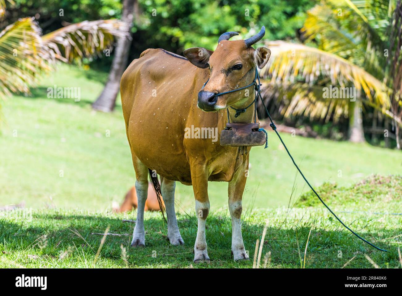 Domestic banteng. The banteng (Bos javanicus), also known as tembadau ...