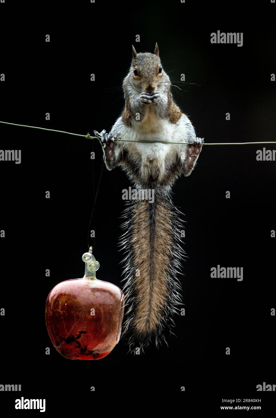 Cheeky UK Squirrel balancing on a wire trying to get some bird seed ...