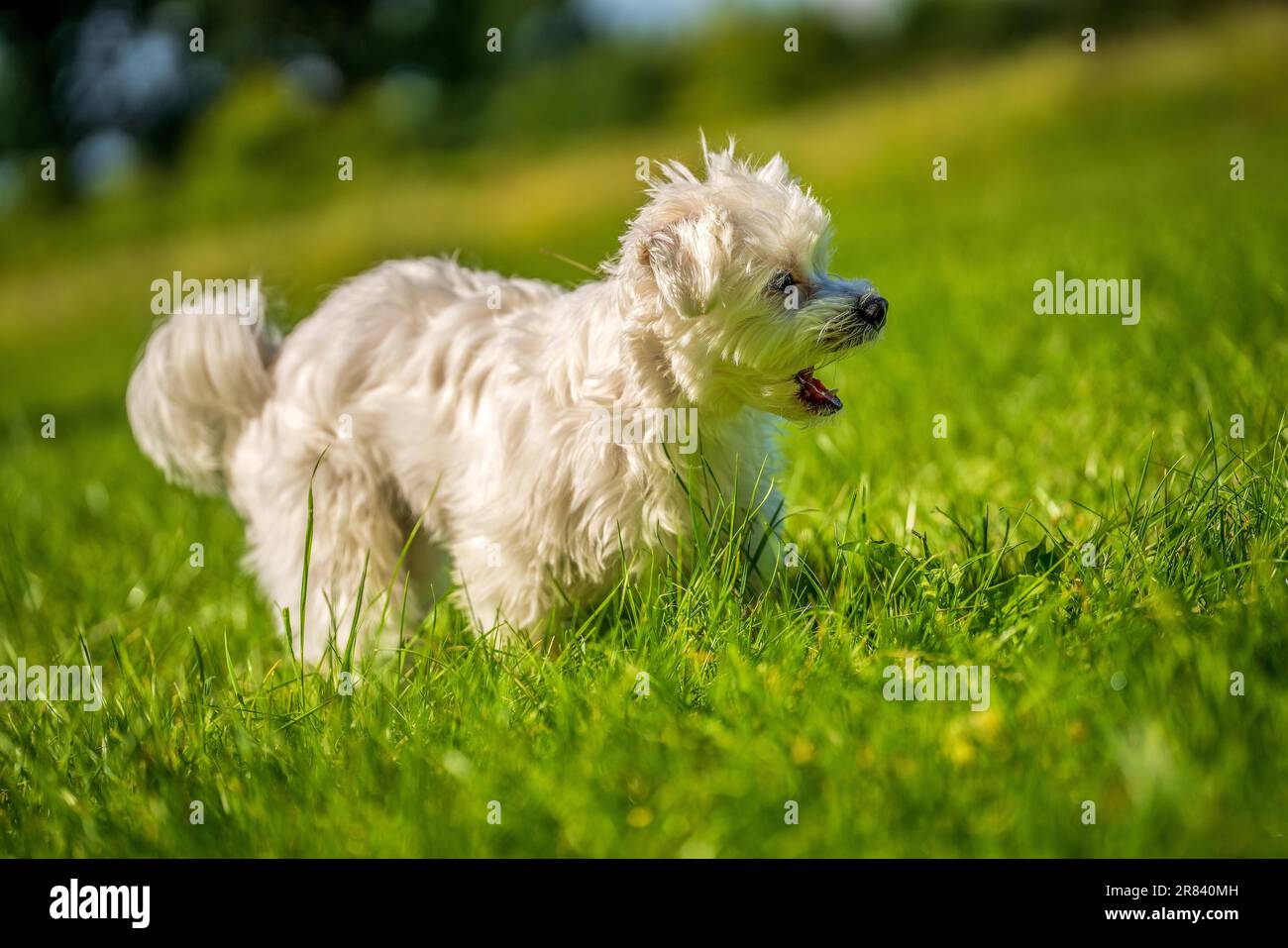 Small mini maltese dog on the meadow Stock Photo - Alamy