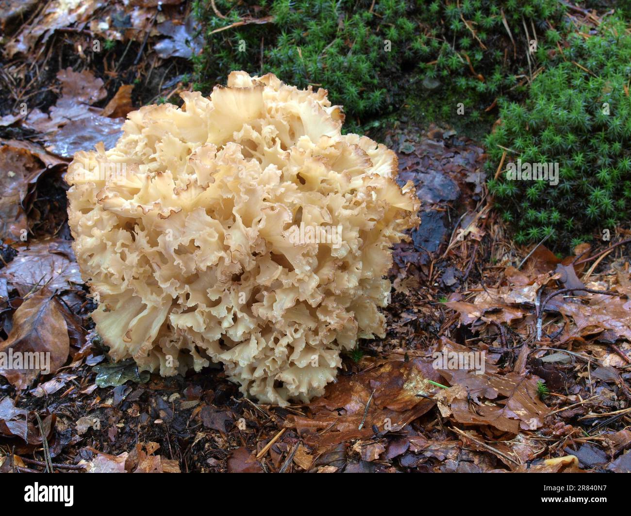 Ruffed hen hi-res stock photography and images - Alamy