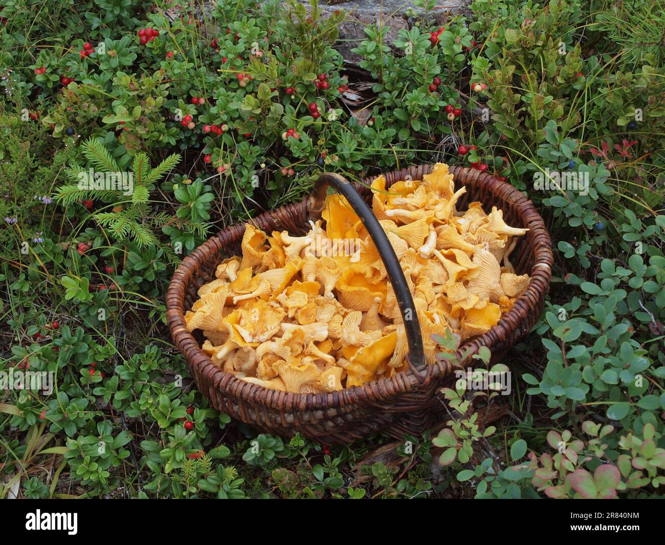 Alpine Blueberries. Cranberries and Trunkelberries Stock Photo - Alamy