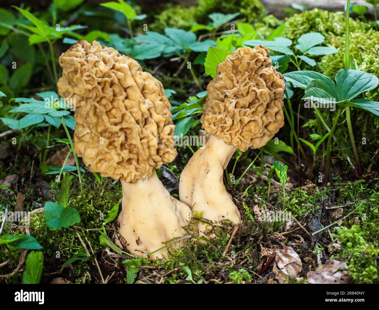 Common morel (morchella esculenta), morels Stock Photo - Alamy