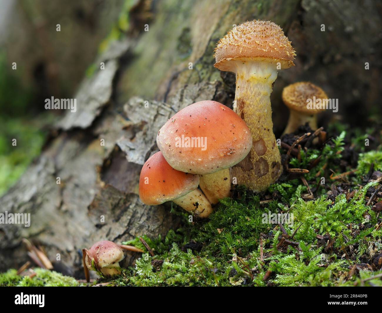 A group of mushrooms of brick red sulphur heads (3 specimens from the ...