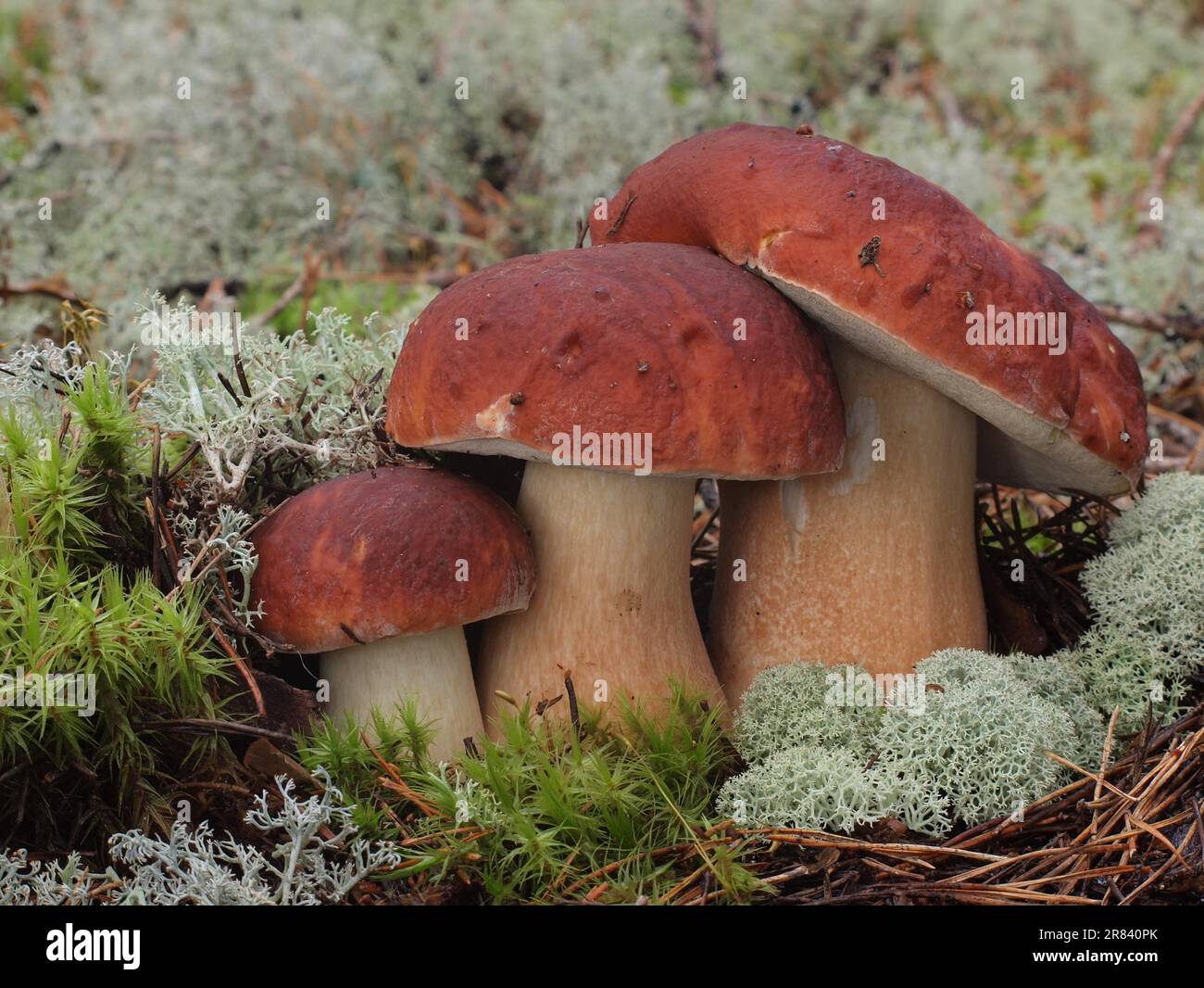 Boletus phinophilus, pine boletus, pine mushroom Stock Photo - Alamy