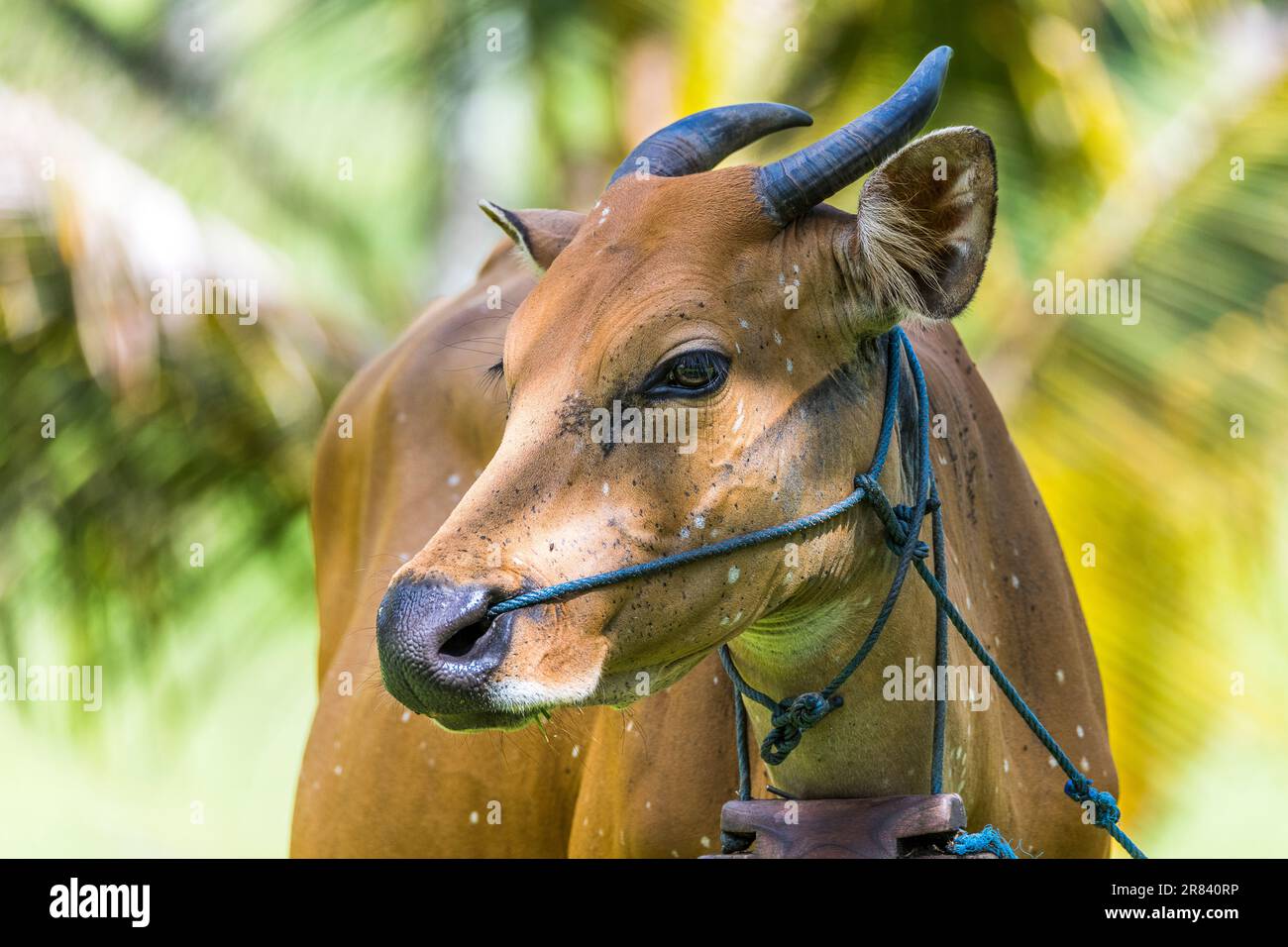 Bos javanicus known banteng hi-res stock photography and images - Alamy