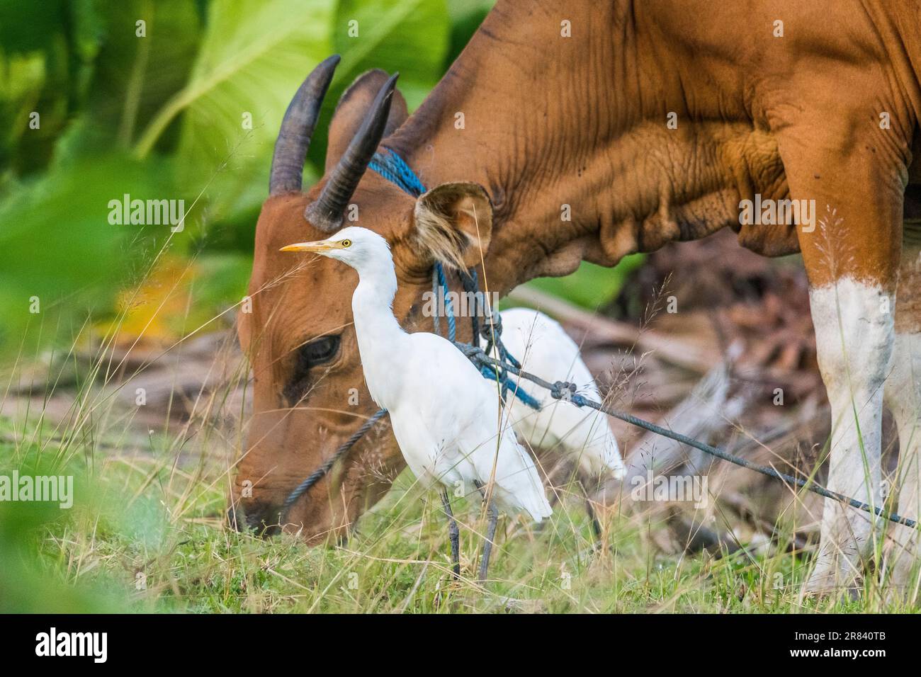 Domestic banteng. The banteng (Bos javanicus), also known as tembadau ...