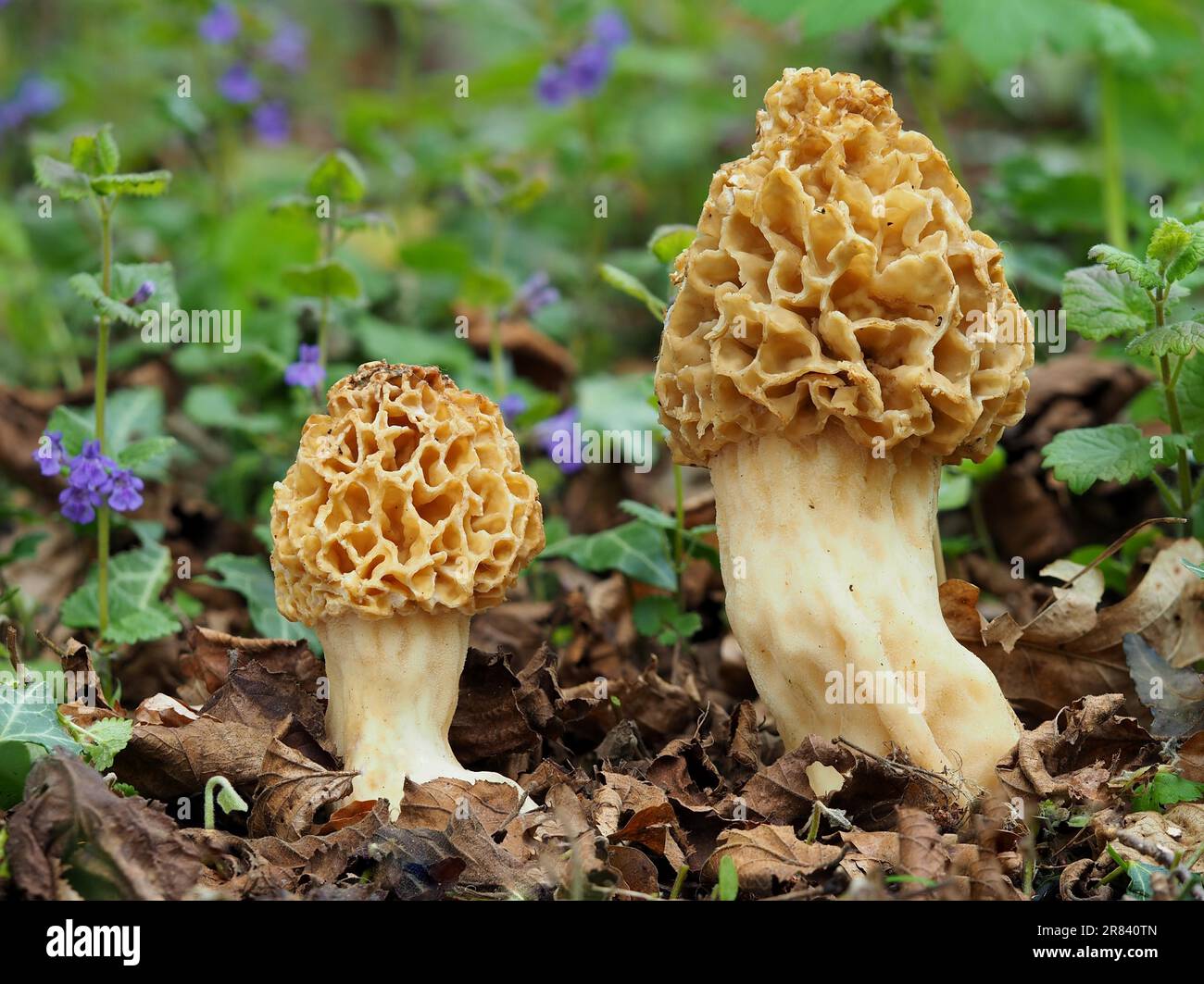 Common morel (Morchella esculenta), round morel Stock Photo - Alamy