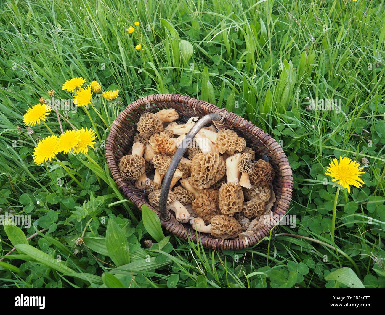 Basket with common morel (Morchella esculenta Stock Photo - Alamy