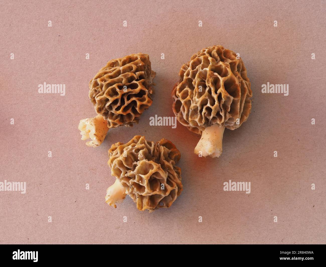 Morel dish hi-res stock photography and images - Alamy