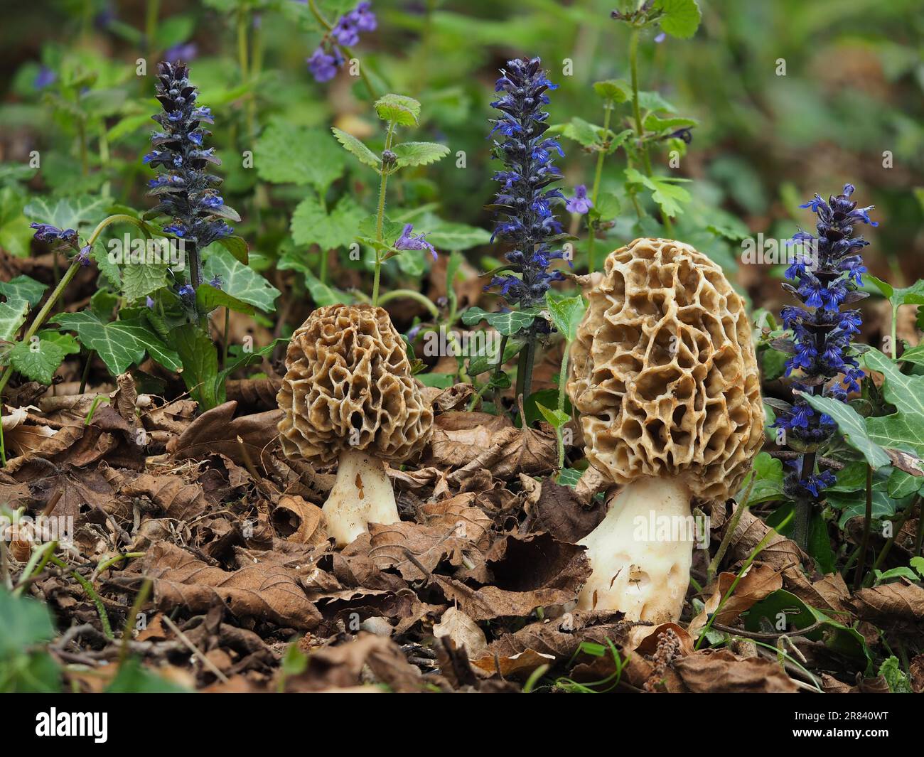 Edible morels with flowering Stock Photo - Alamy