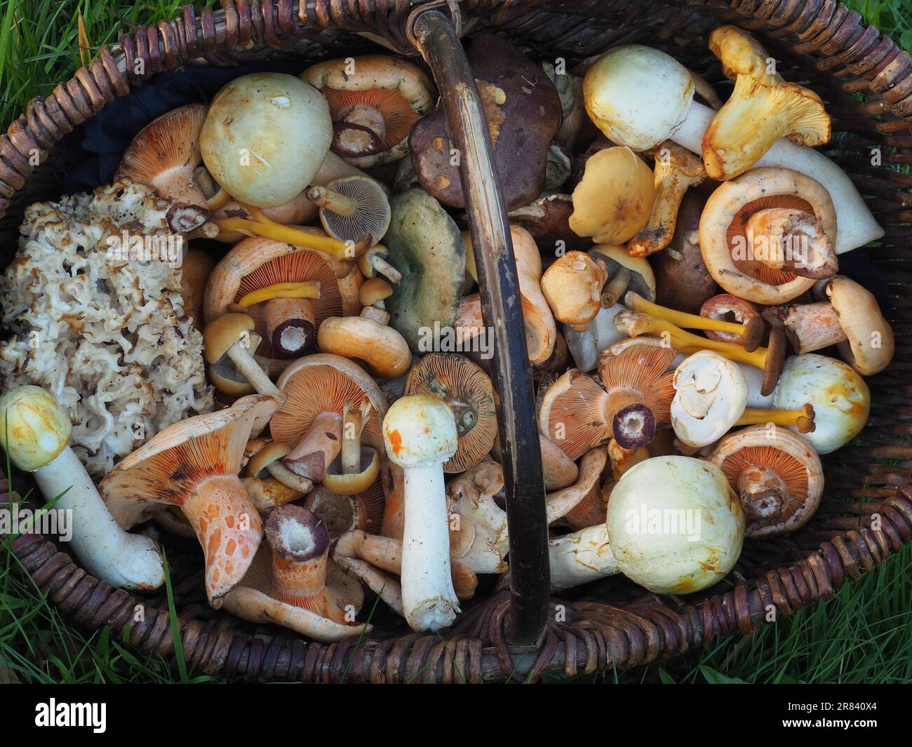 Curly hen, lopsided anise mushroom, salmon mushroom, pine mushroom ...